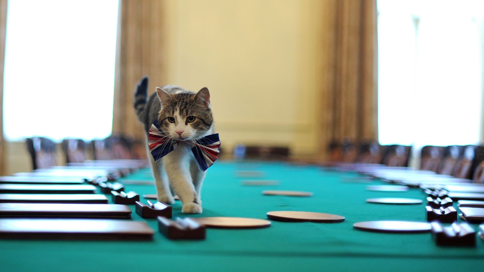 Political cats: Who really runs the country? | Politics News | Sky News