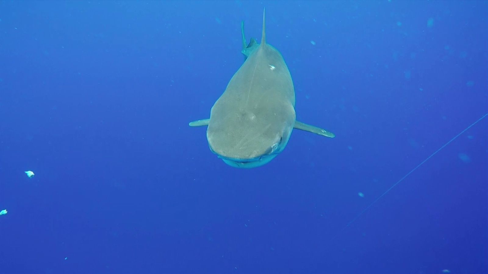 Deadly tiger shark stalks stranded diver four miles back to shore ...