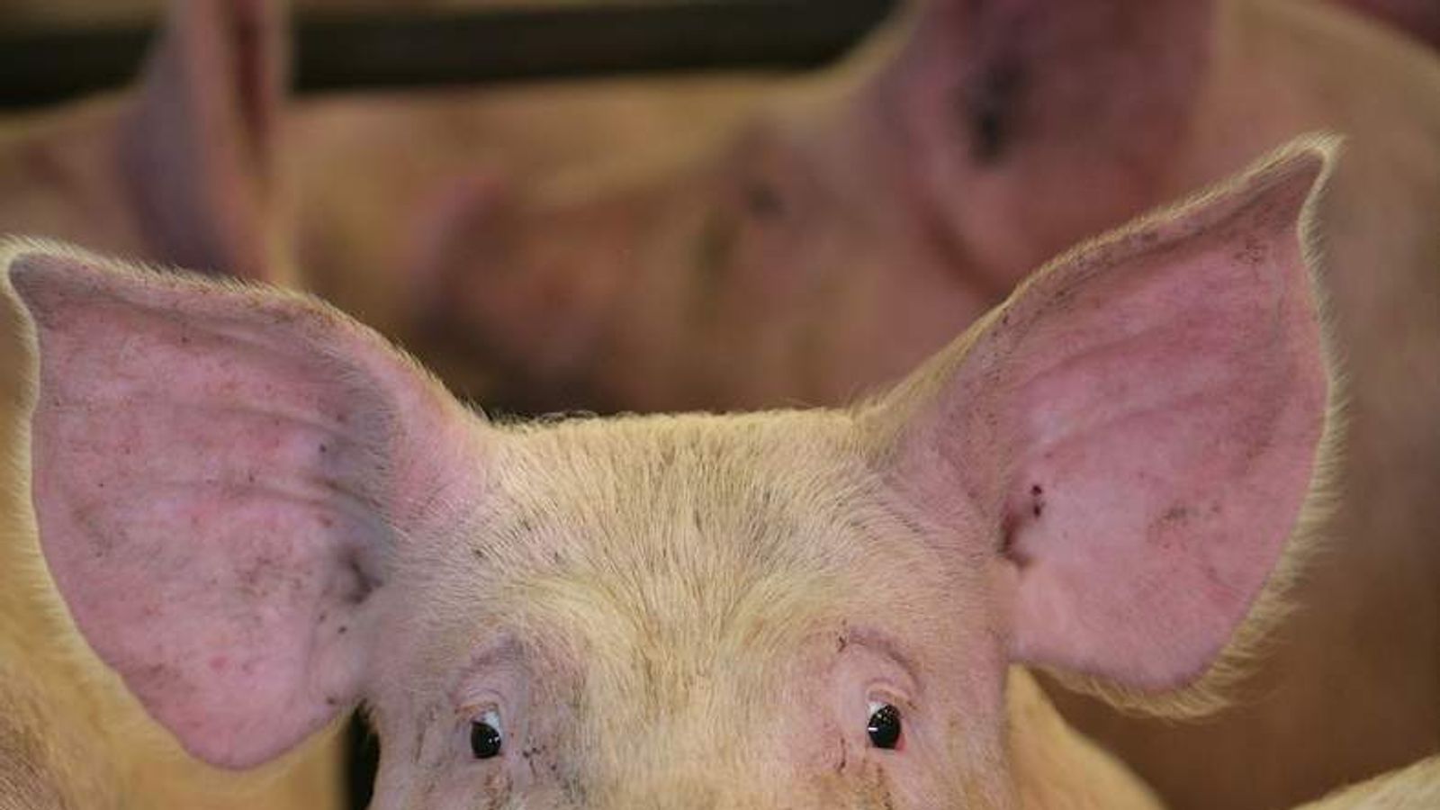 Food Prices To Soar After Mass Animal Slaughter | Money News | Sky News