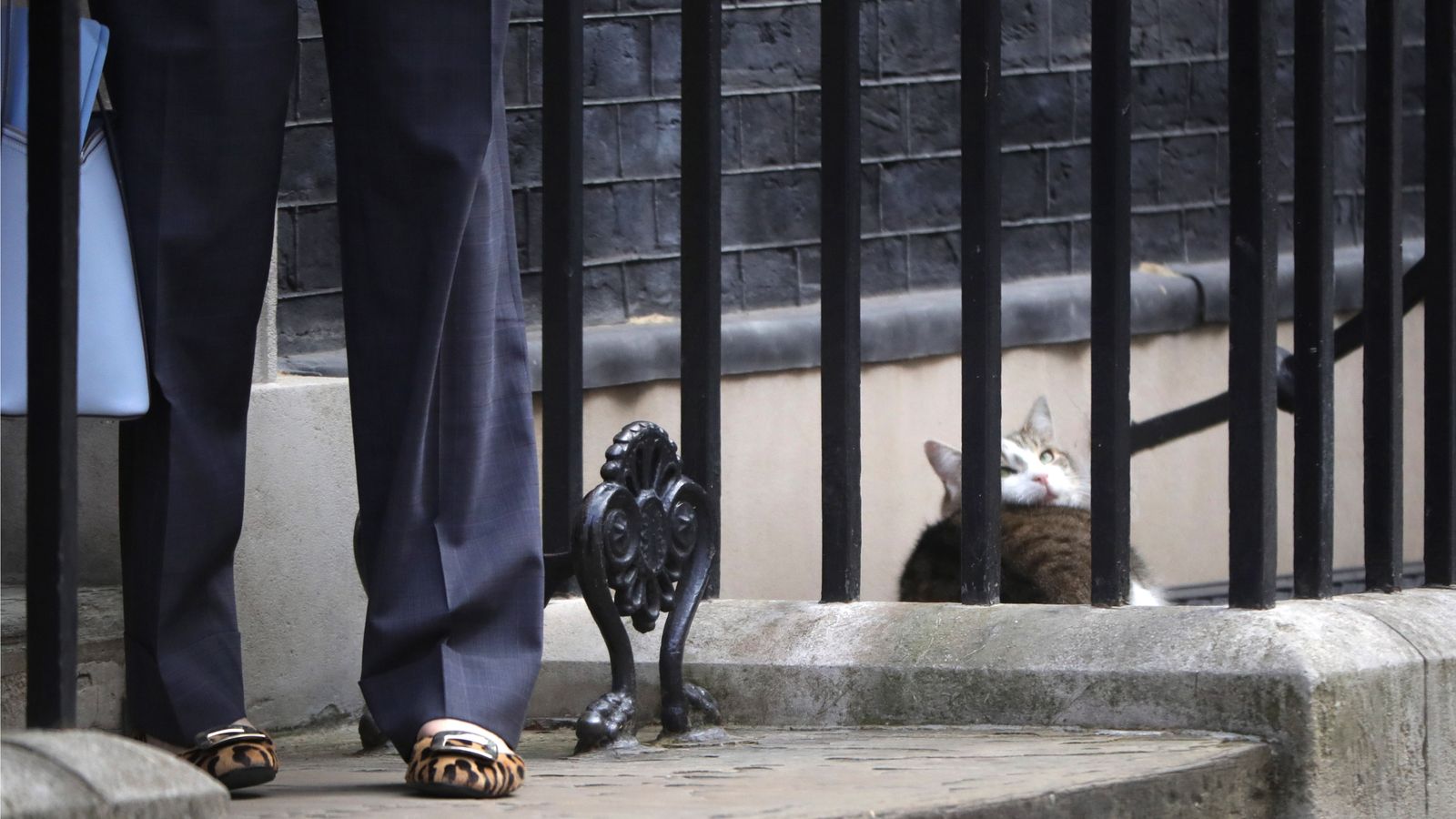 Political cats: Who really runs the country? | Politics News | Sky News