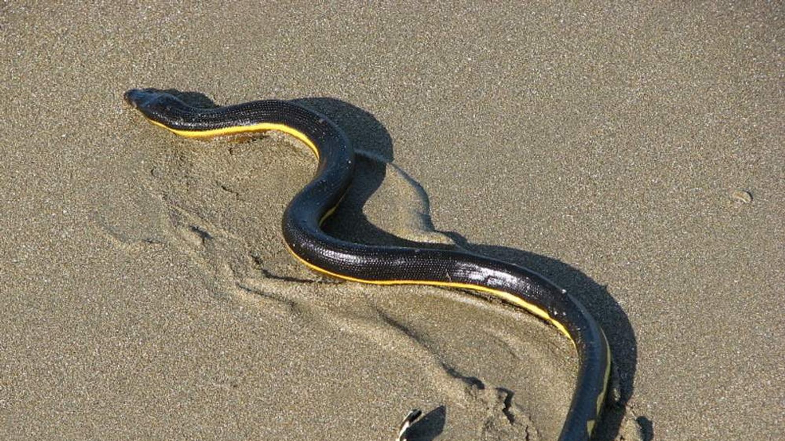 Venomous Sea Snake Washes Up On Beach | US News | Sky News