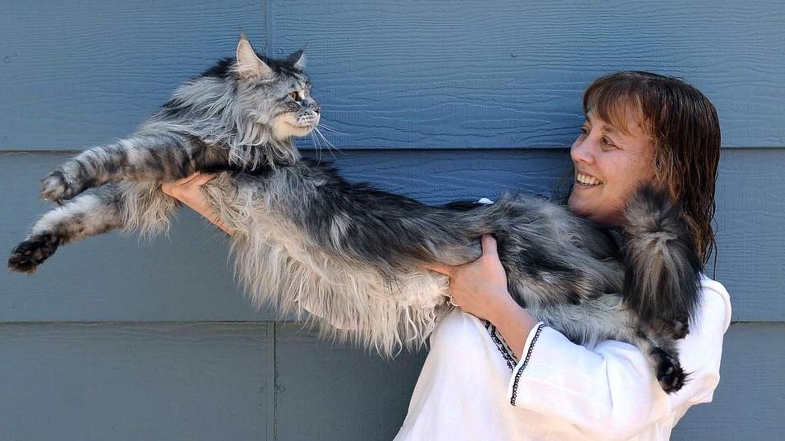 Stewie The World's Longest Cat Dies Of Cancer | Scoop News | Sky News