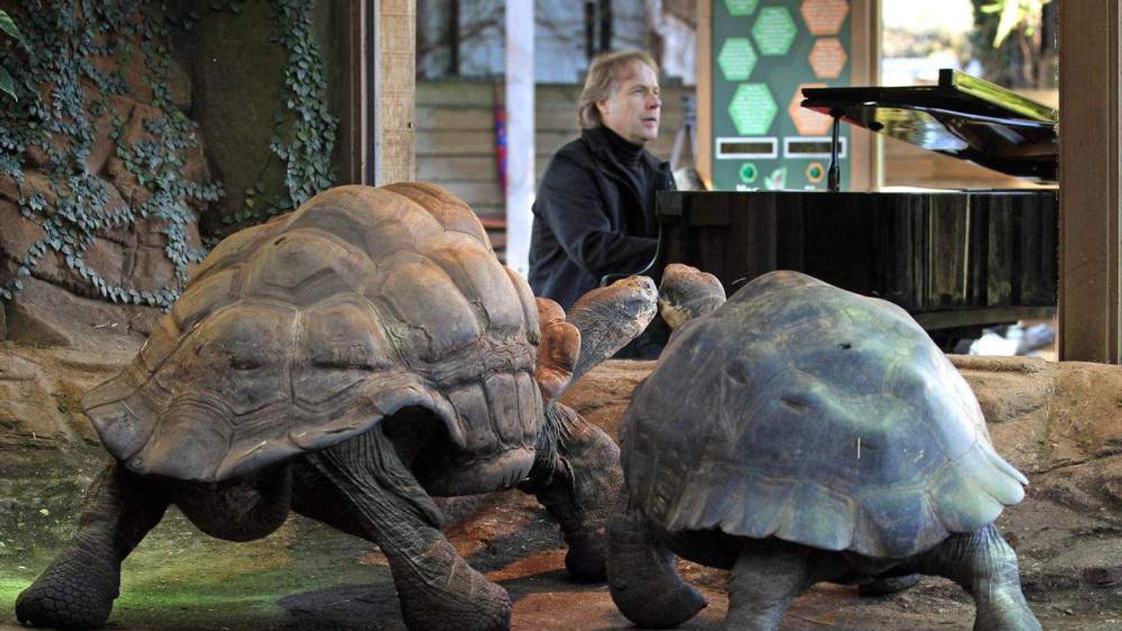 Pianist Clayderman's Love Songs For Tortoises | UK News | Sky News