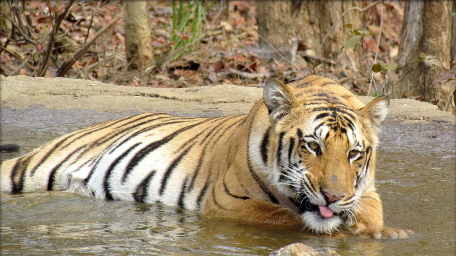 Search On For India's Most Famous Tiger | World News | Sky News