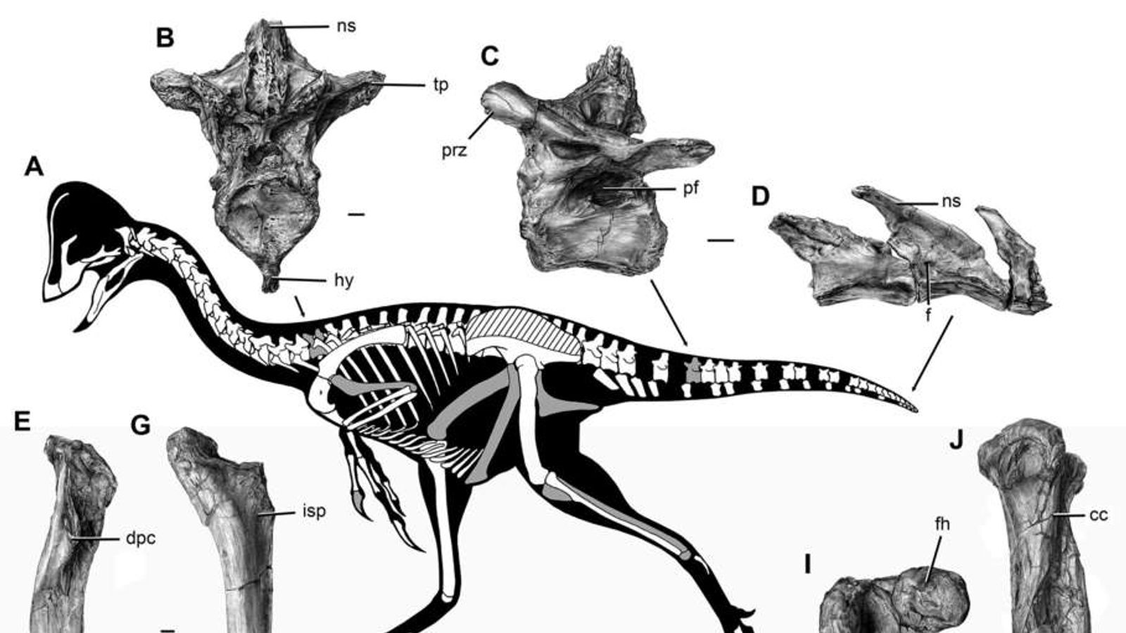'Chicken From Hell': 10ft Bird Dinosaur Revealed | World News | Sky News