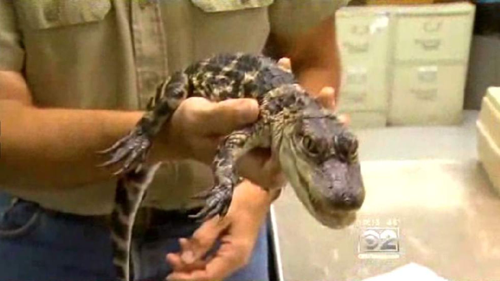 Alligator Captured At Chicago's O'Hare Airport | US News | Sky News