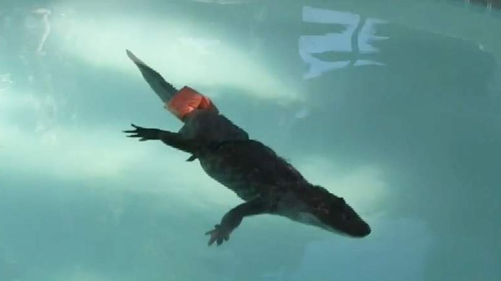 Alligator Fitted With New Prosthetic Tail | US News | Sky News