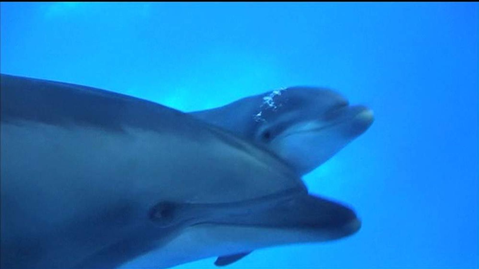 Baby Dolphins, Bear Cubs, And Obama | Scoop News | Sky News