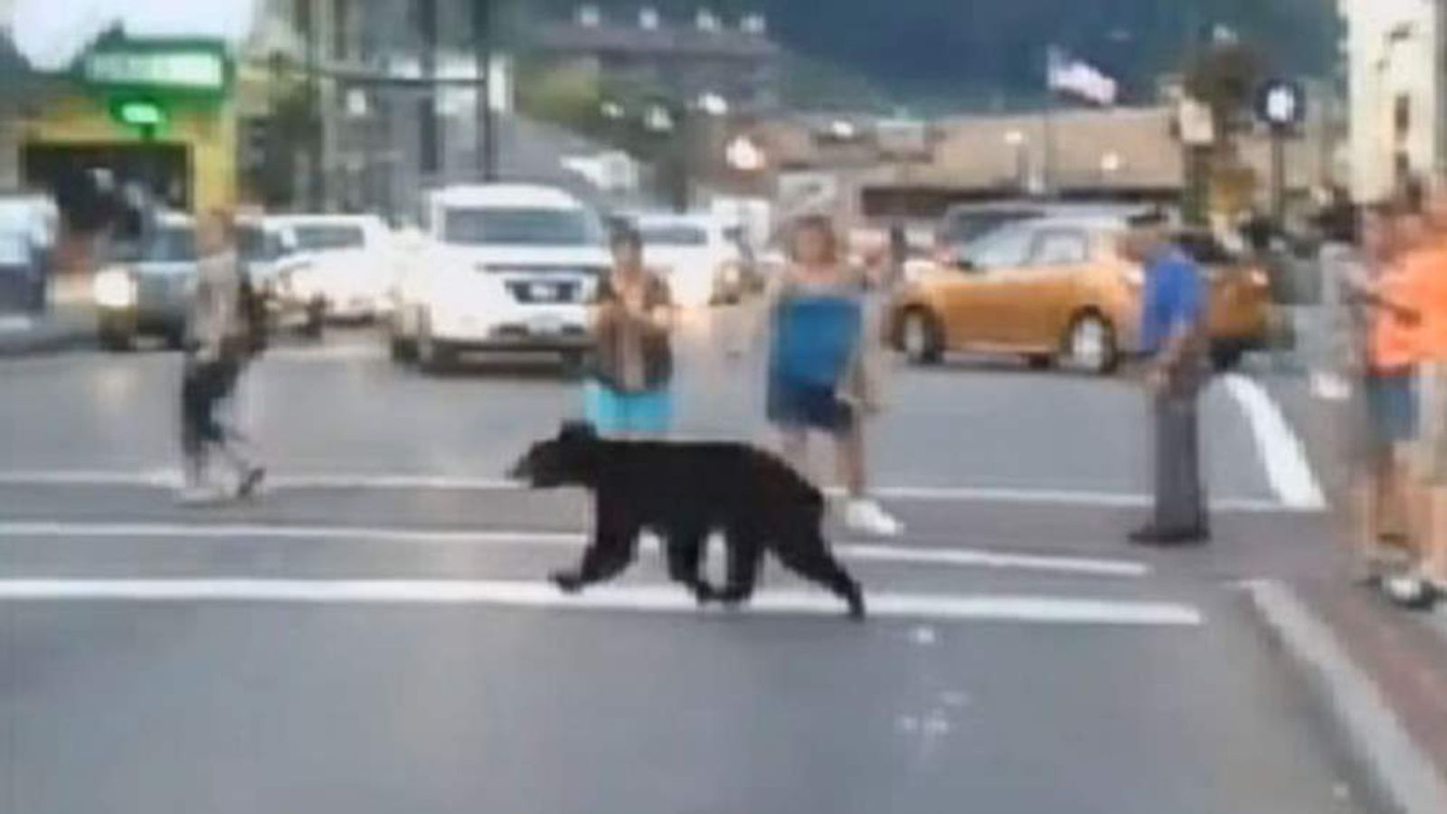 Bearly Afraid: Animal's High Street Antics | Scoop News | Sky News