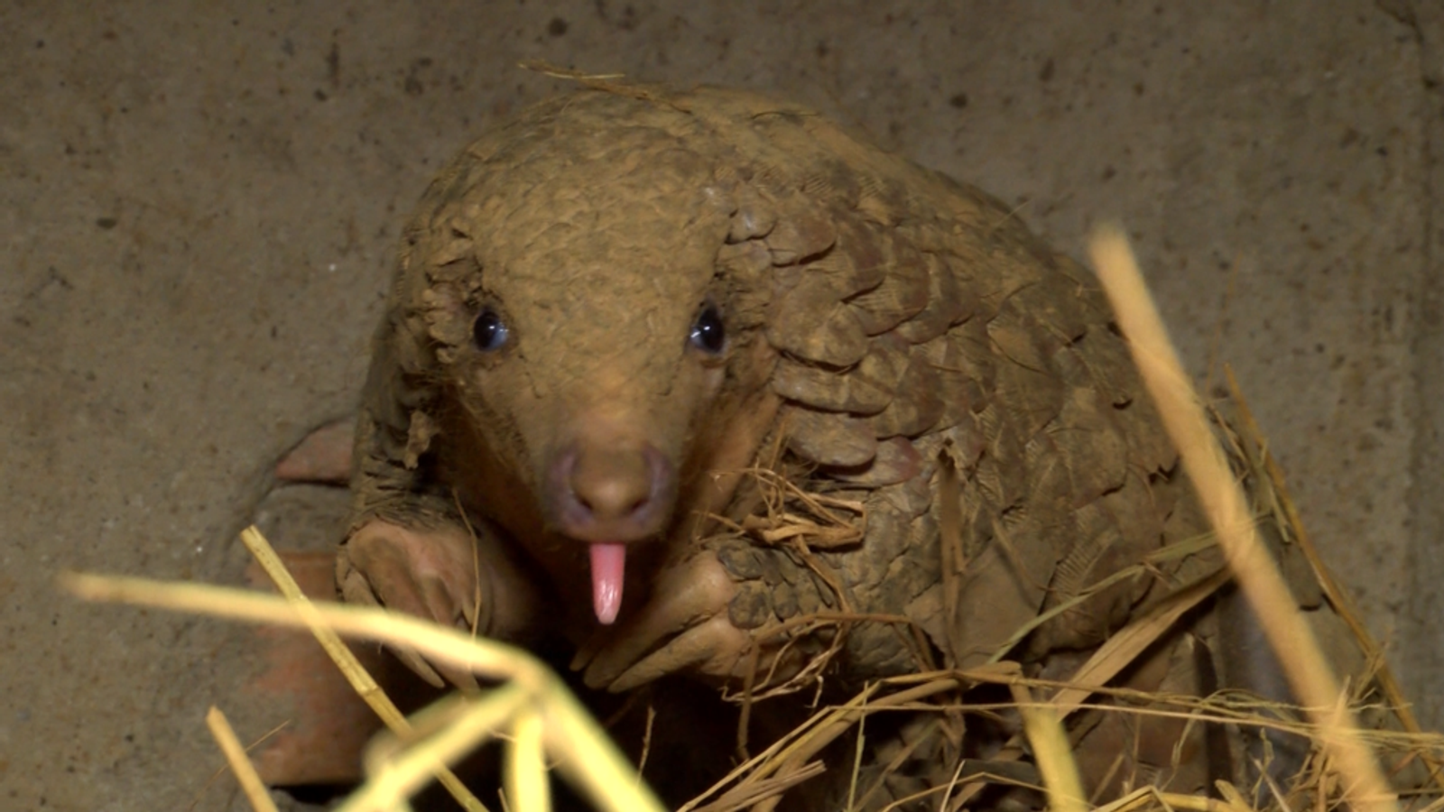 Nine Strange Facts About Endangered Pangolins | World News | Sky News