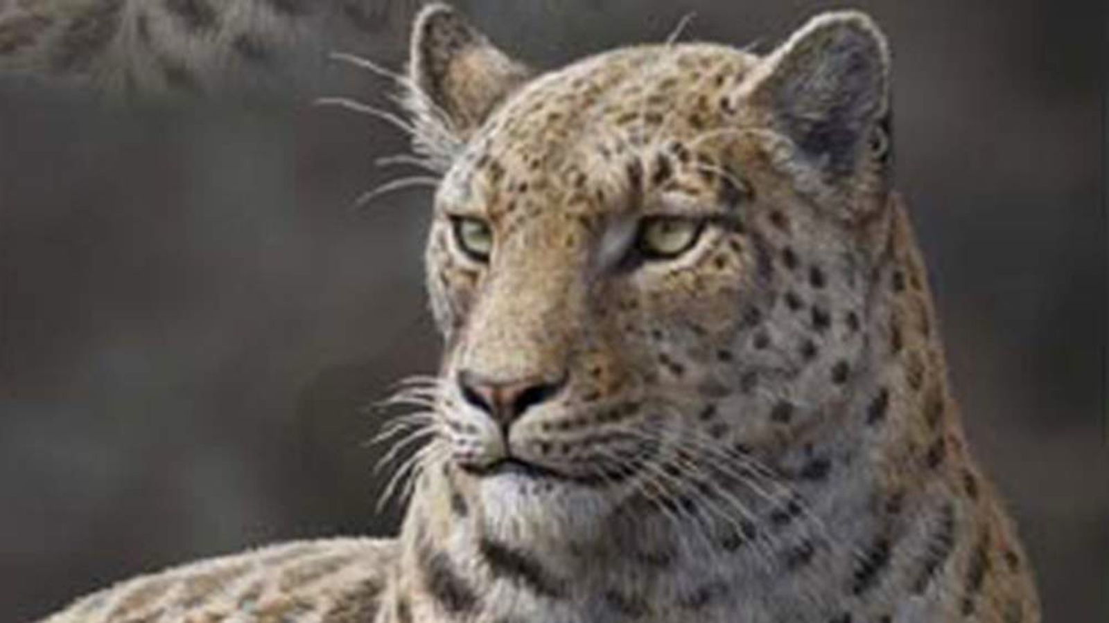 Tibet: Scientists Discover Oldest Ever Cat Fossil | UK News | Sky News