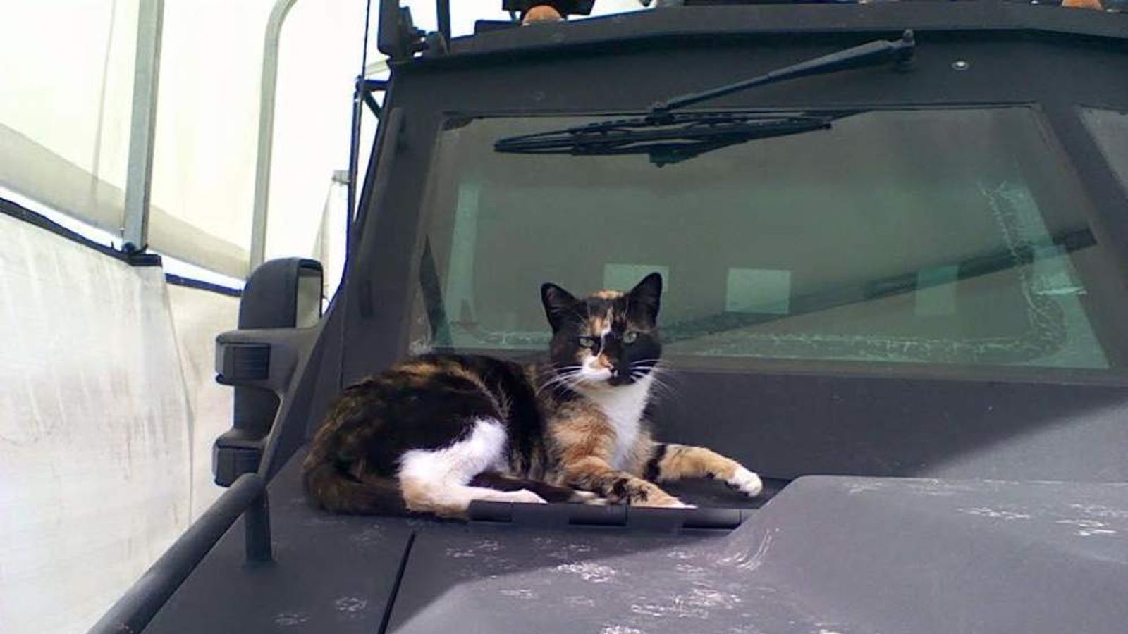 SWAT Team Saddened As Cat Mascot Goes AWOL | US News | Sky News