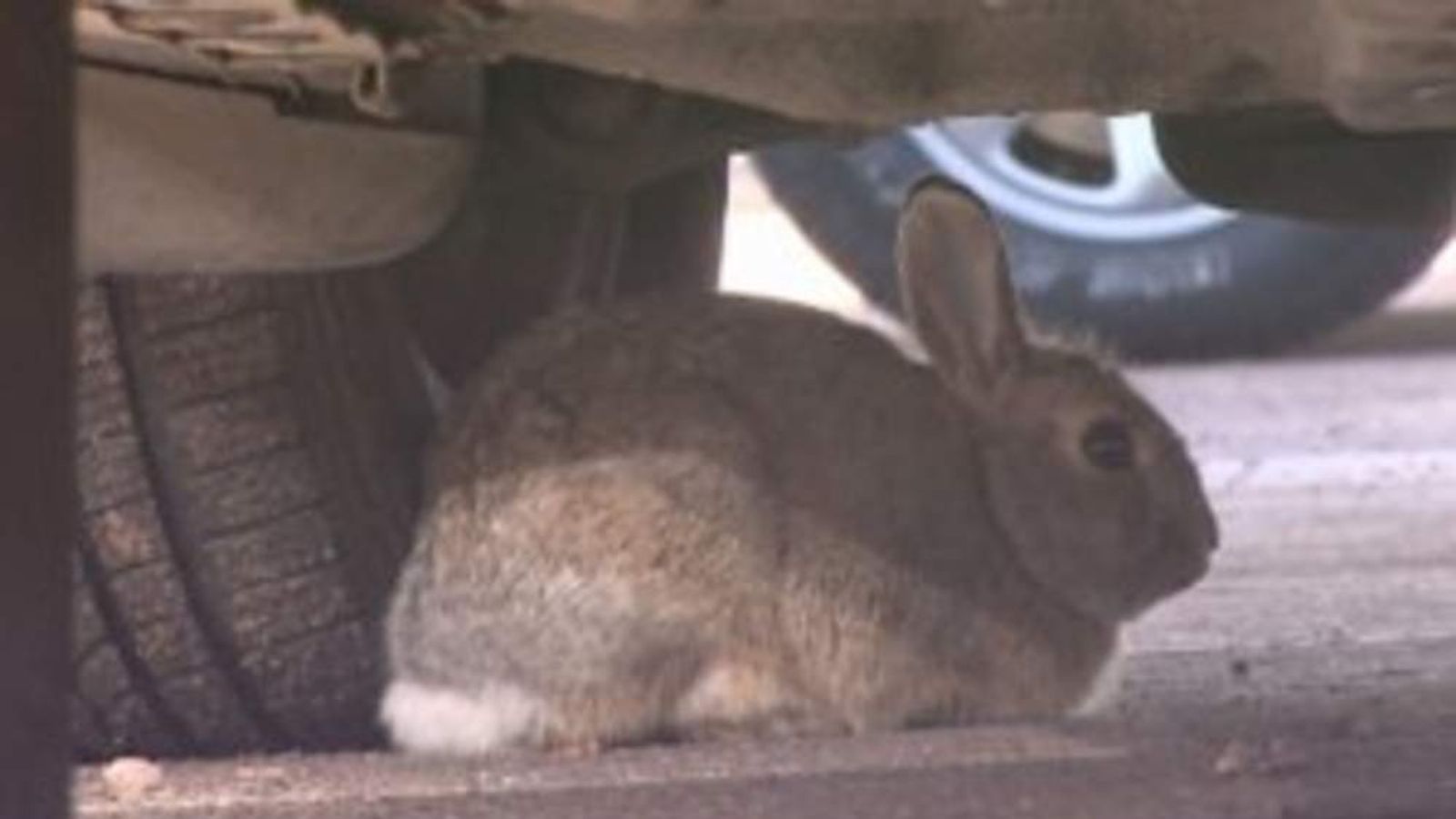 Bold Bunnies Attacking Cars At Denver Airport | US News | Sky News