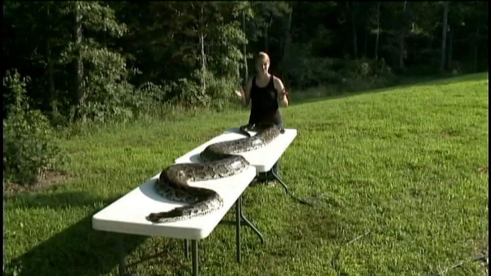 Burmese Python Shot Dead In Missouri Yard | US News | Sky News