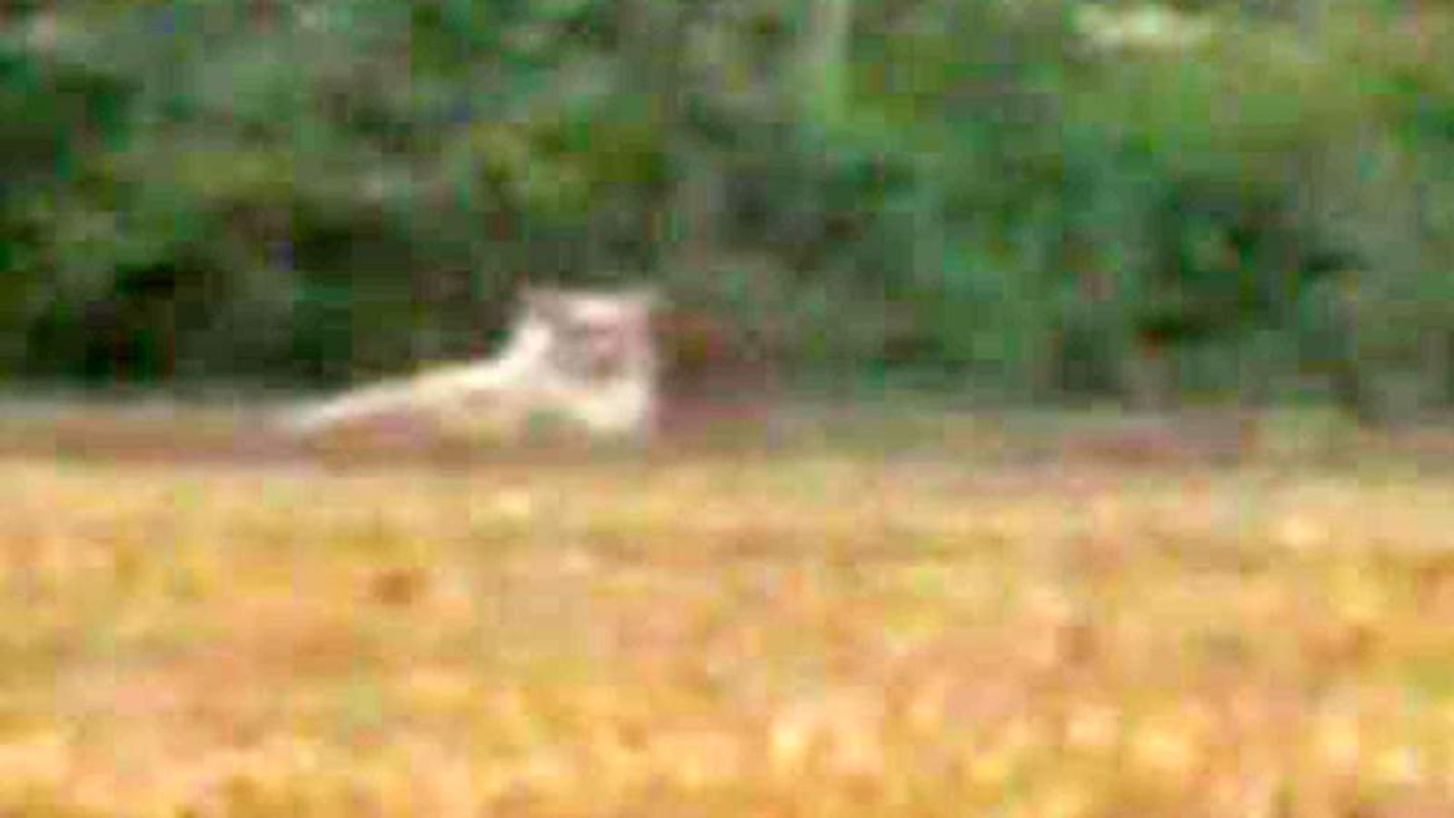 Police Call Off Search For Essex Lion | UK News | Sky News Police Call Off Search For Essex Lion | UK News | Sky News