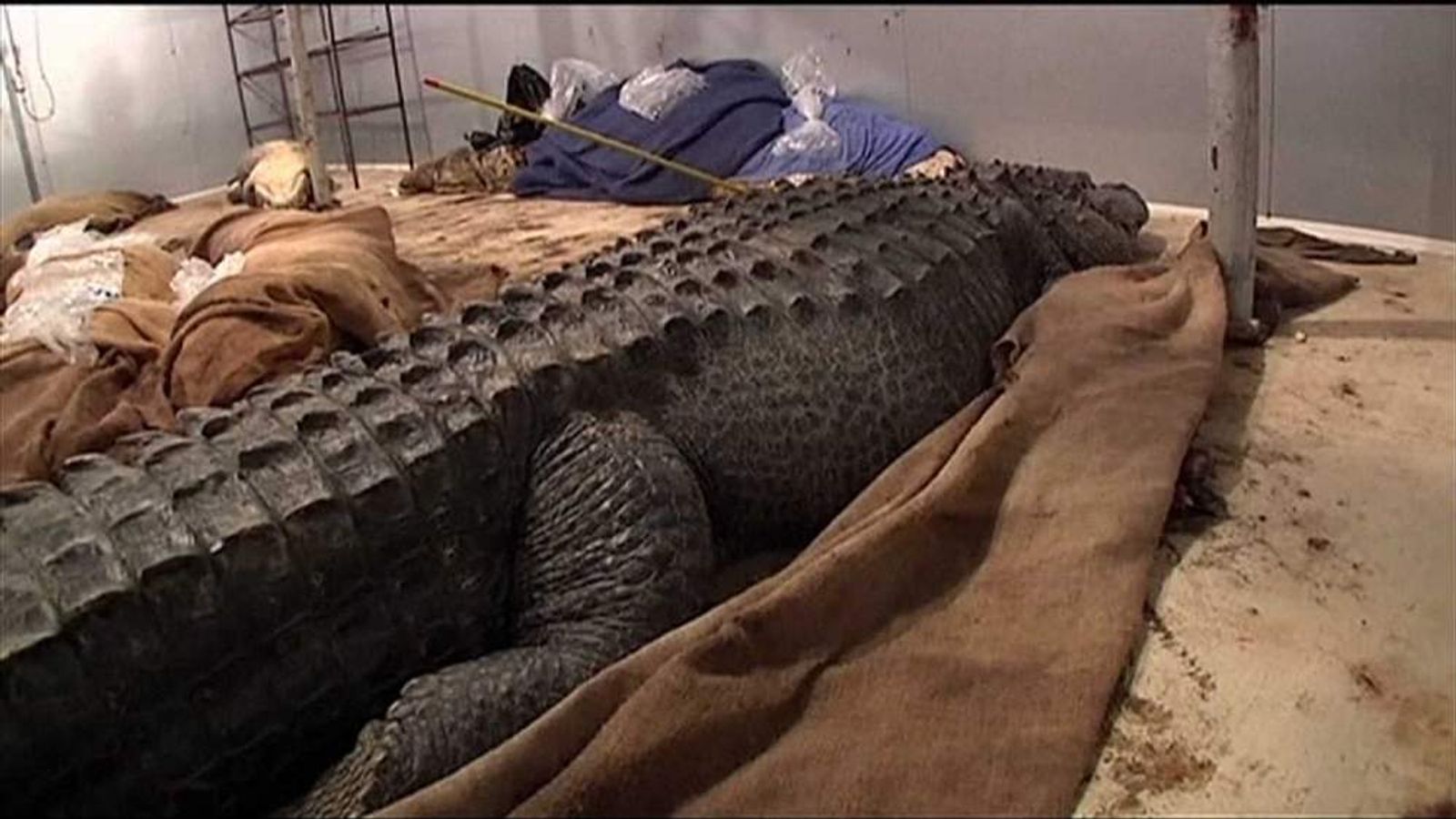 Huge Alligators Smash Mississippi Records | US News | Sky News