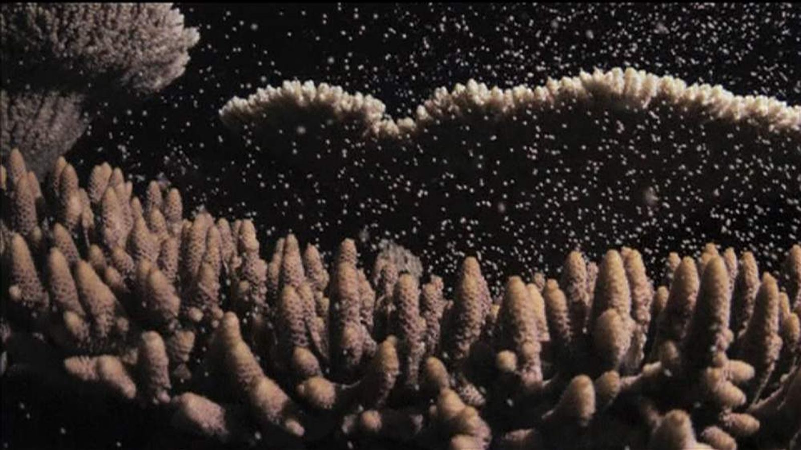 Great Barrier Reef Coral In Greatest Sex Show World News Sky News