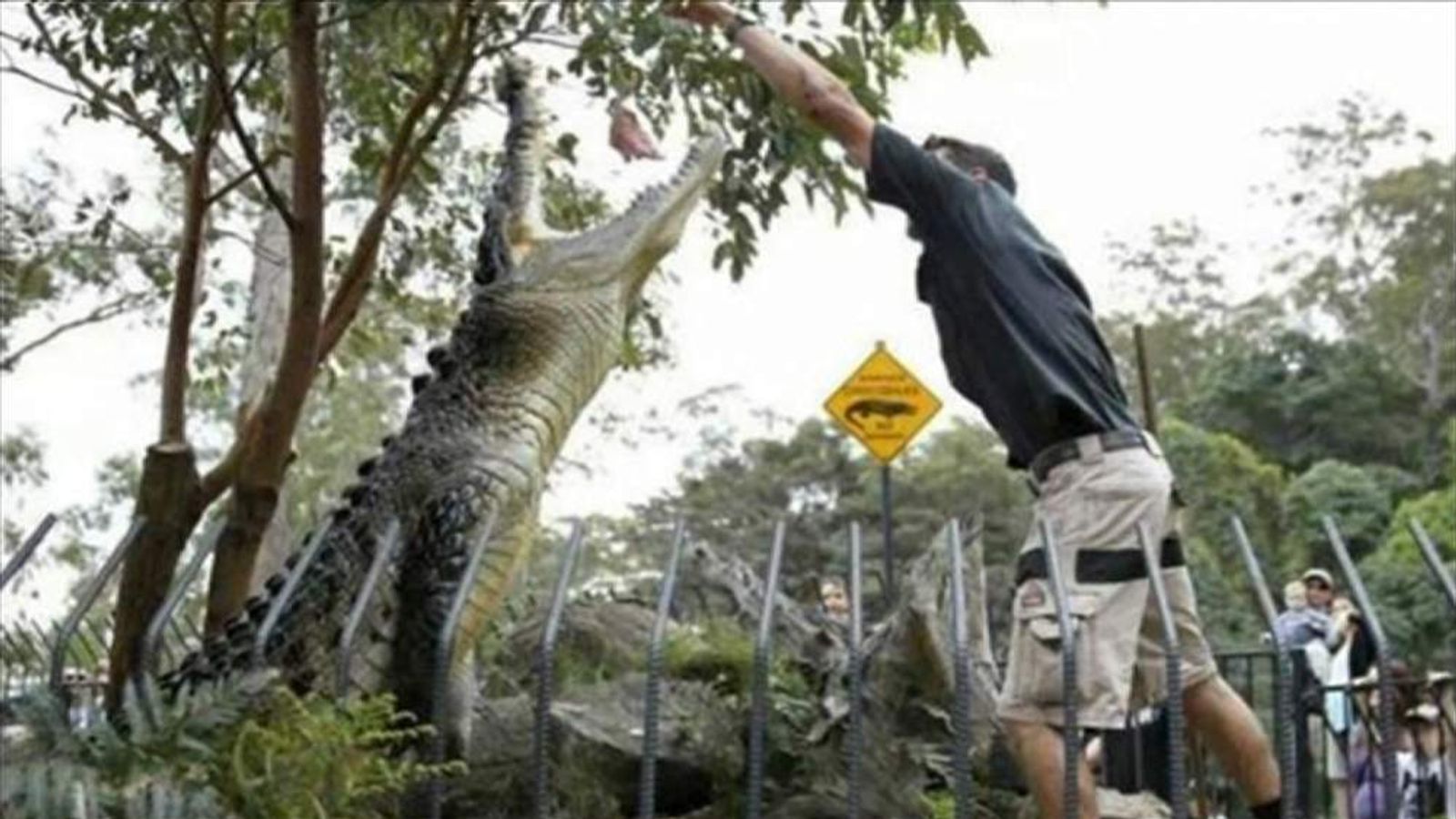 Crocodile Attacks Keeper At Zoo Feeding Show | World News | Sky News