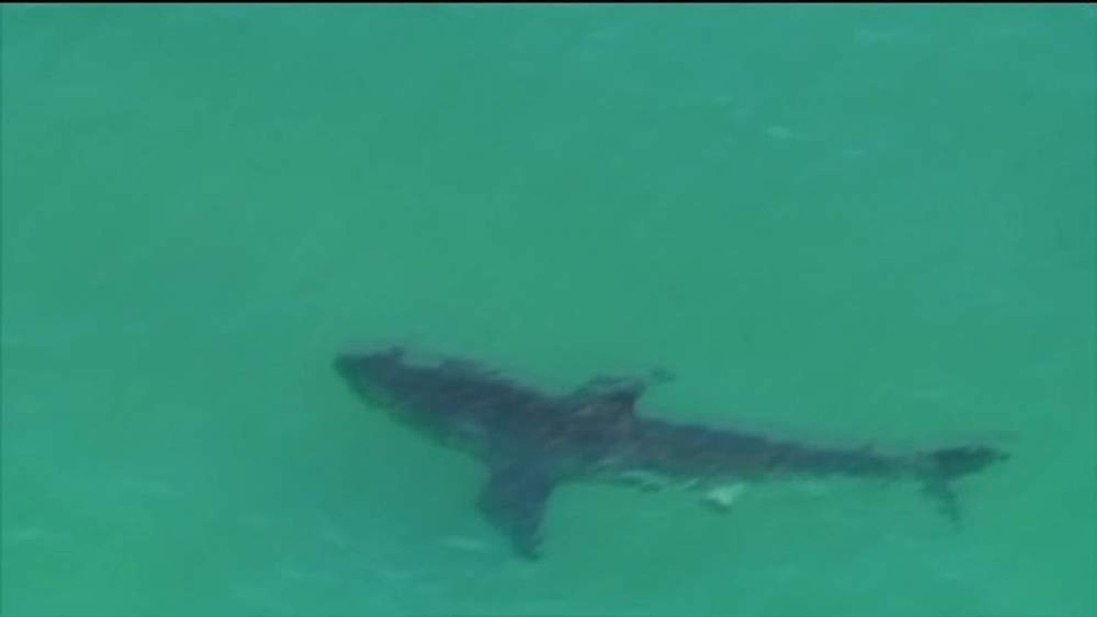 50-year-old Paul Wilcox Dies In Byron Bay After Being Bitten By Shark ...