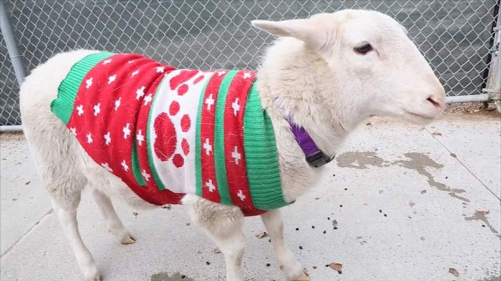 Festive Sheep In Sweater Reunited With Owner | US News | Sky News