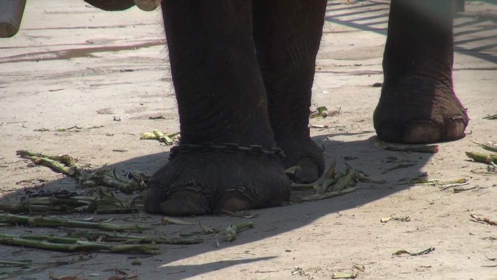 Animals Chained Between Shows | Scoop News | Sky News