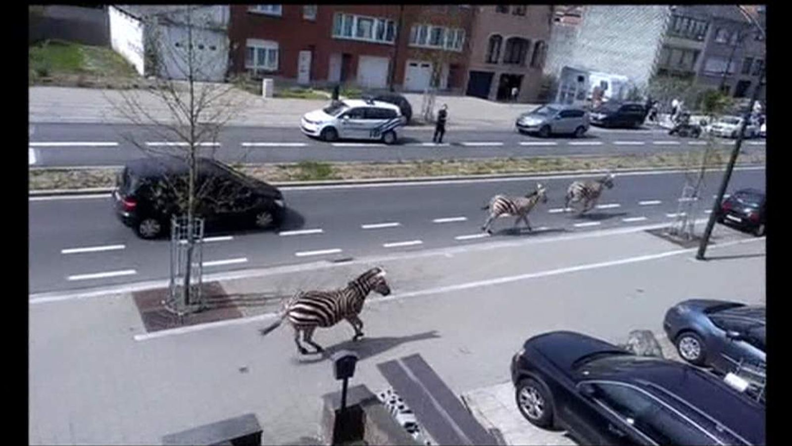 Zebras Crossing! Animals Run Wild In City | World News | Sky News