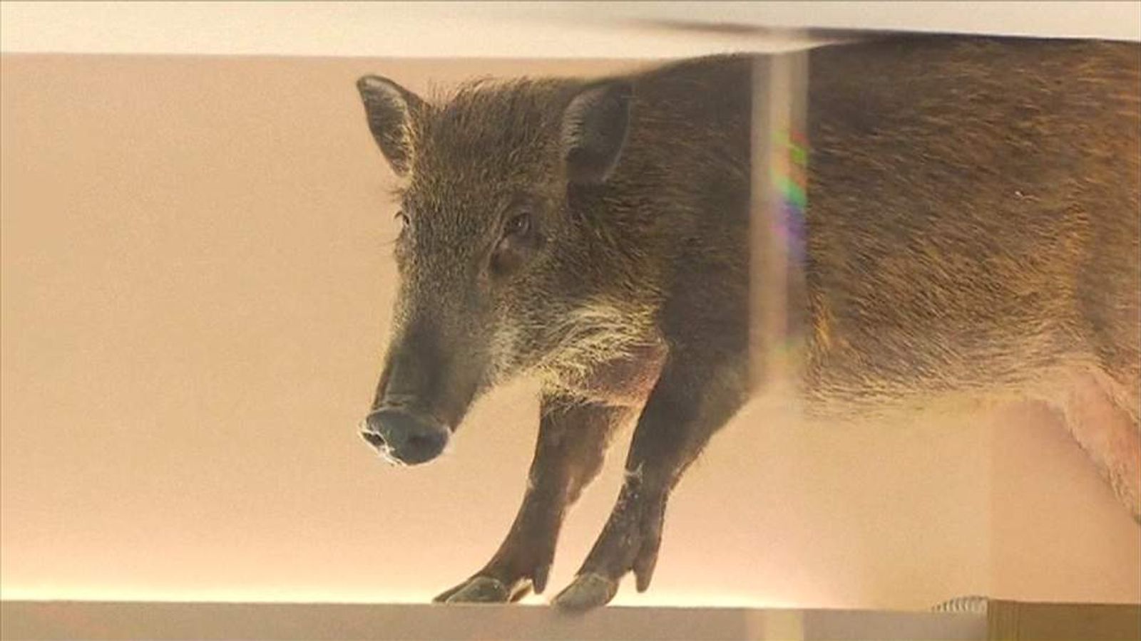 Animal Crashes Through Roof And Takes Out Window Display | Scoop News ...
