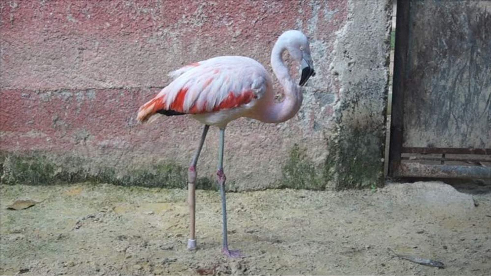 In The Pink: Flamingo Walks With Prosthetic Leg | Scoop News | Sky News
