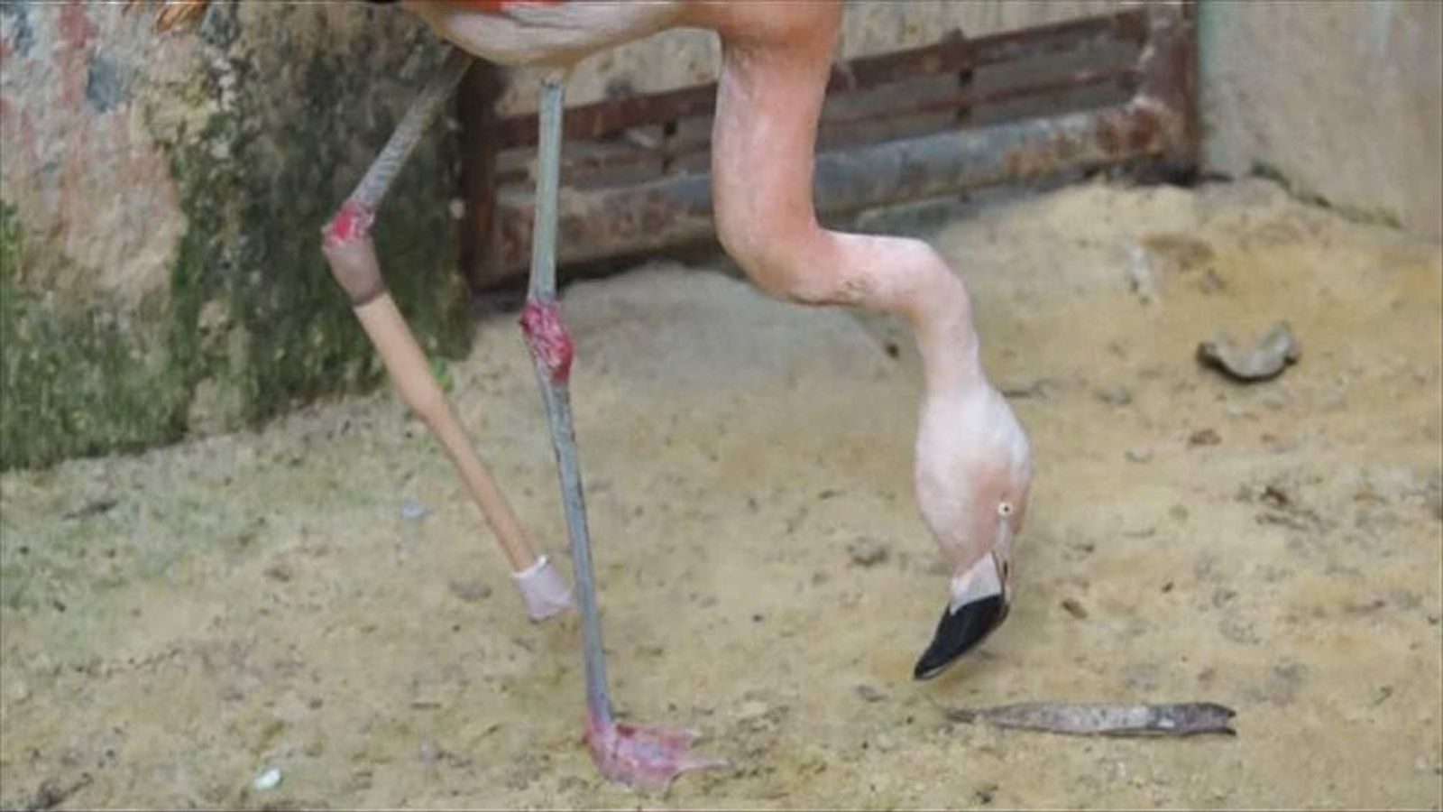 A Pink Flamingo Is Recovering After Being Fitted With A Prosthetic Leg ...