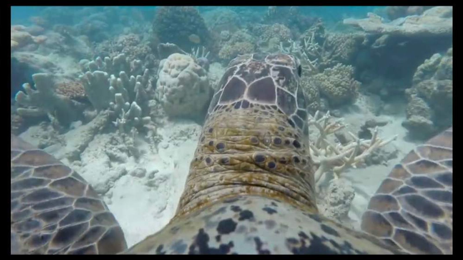 WWF Australia Use Reptile To Highlight Threat To Great Barrier Reef ...