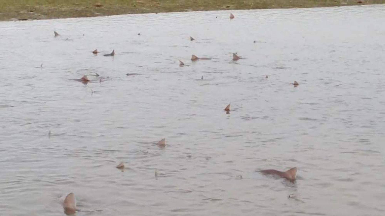 Shark Invasion! 50 Spotted On Sussex Coast | UK News | Sky News