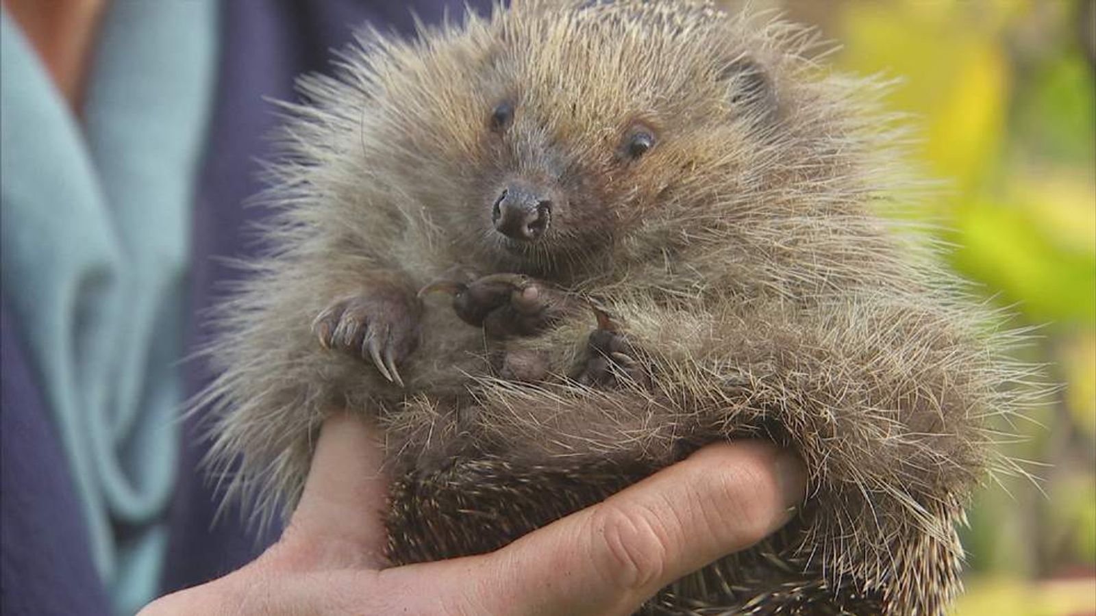 Hedgehog Numbers Are Falling, Here's How You Can Help Protect Them ...