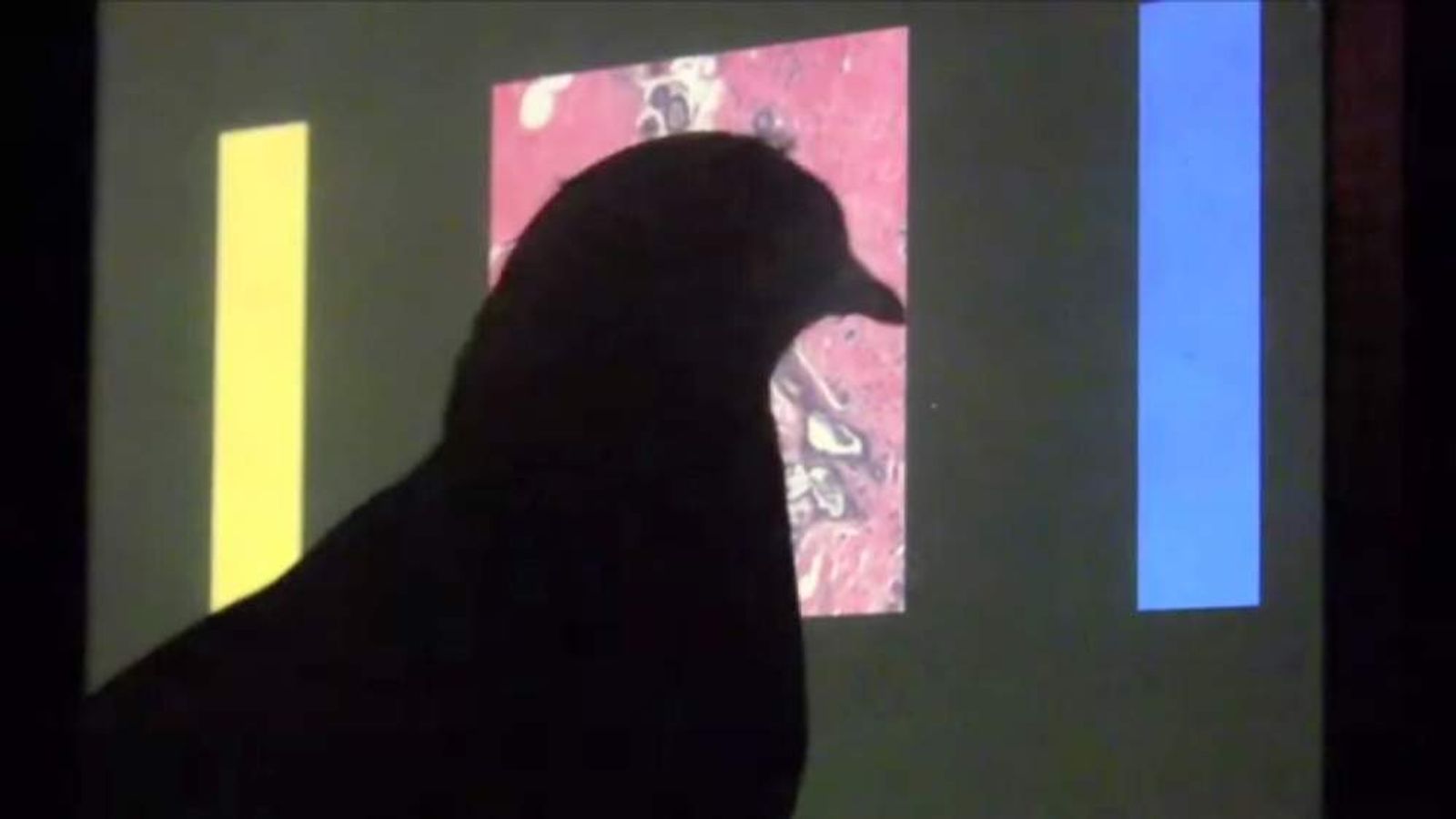 Pigeons Used To Spot Cancer On Mammograms | Science, Climate & Tech ...