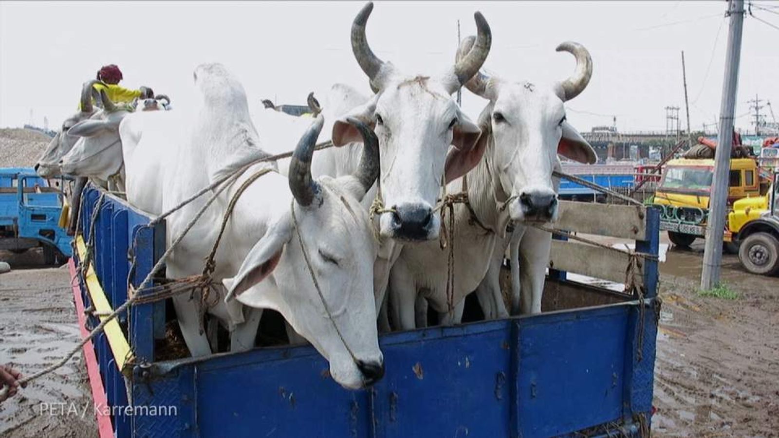 'Wounded' Cattle Slaughtered For Leather | World News | Sky News