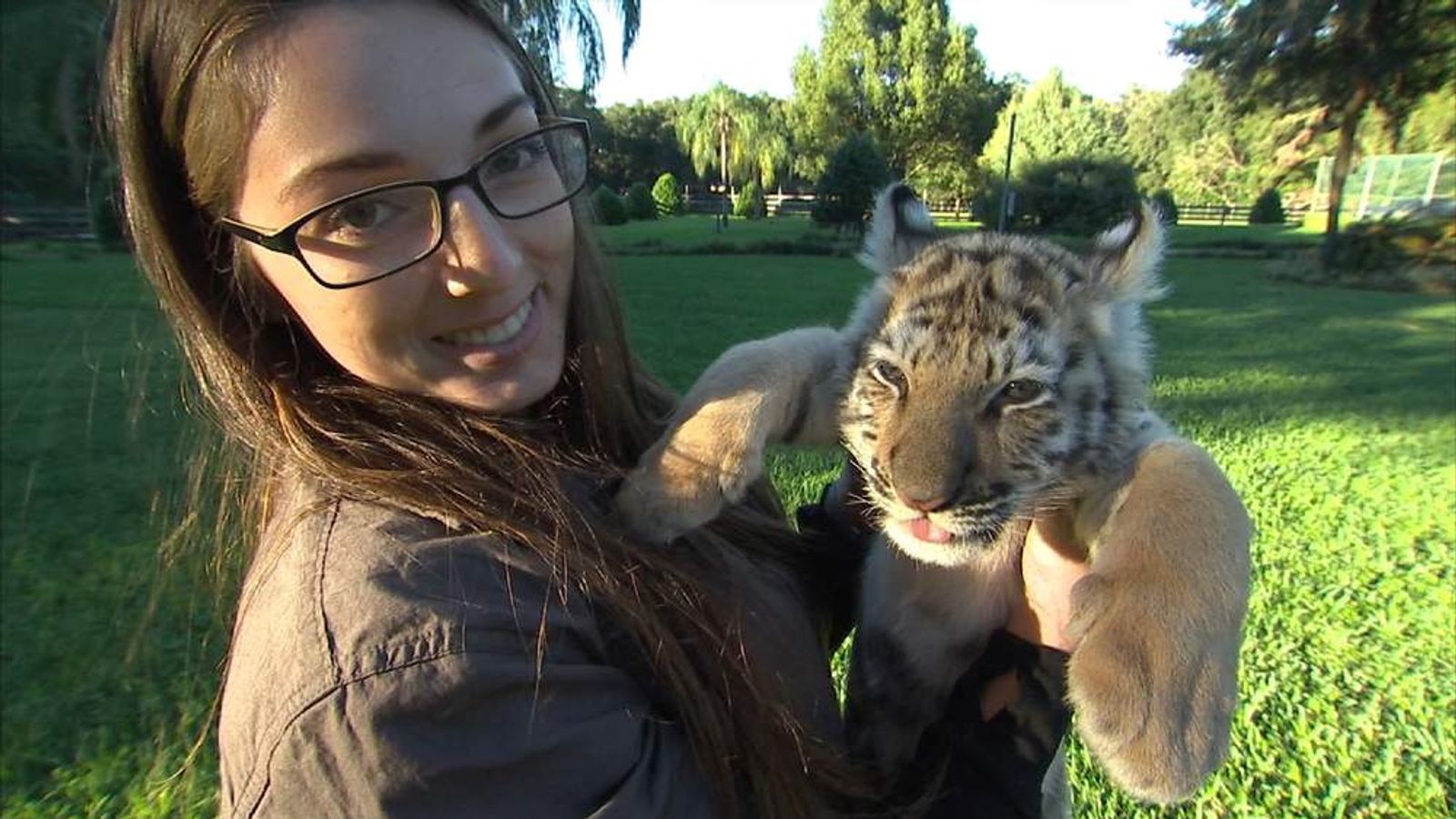 Buying A Tiger Is 'Easier Than Adopting A Domestic Pet From Shelter ...