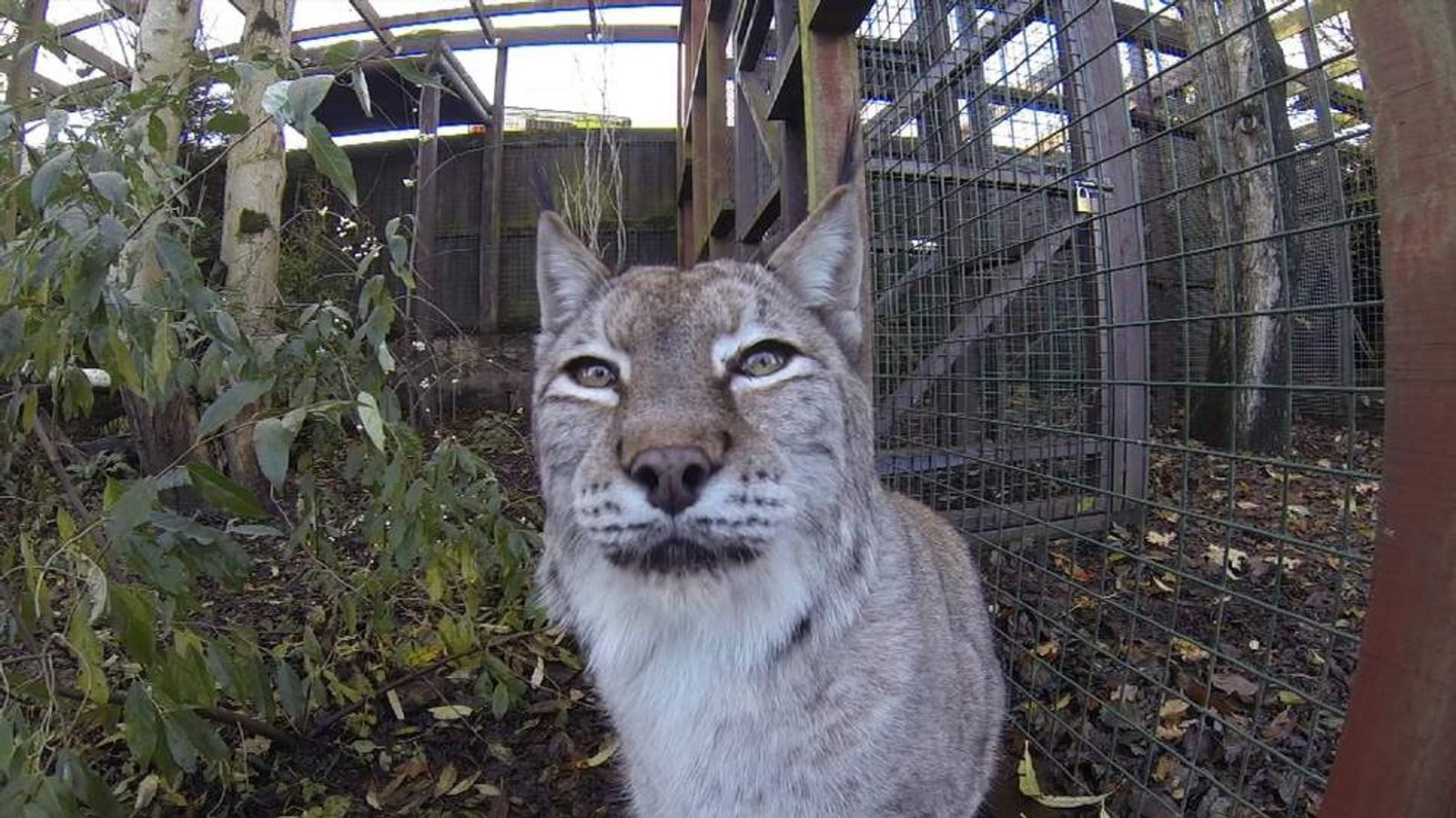 Conservationists Hope To Return Lynx To The Wilds Of Britain In 2016 ...