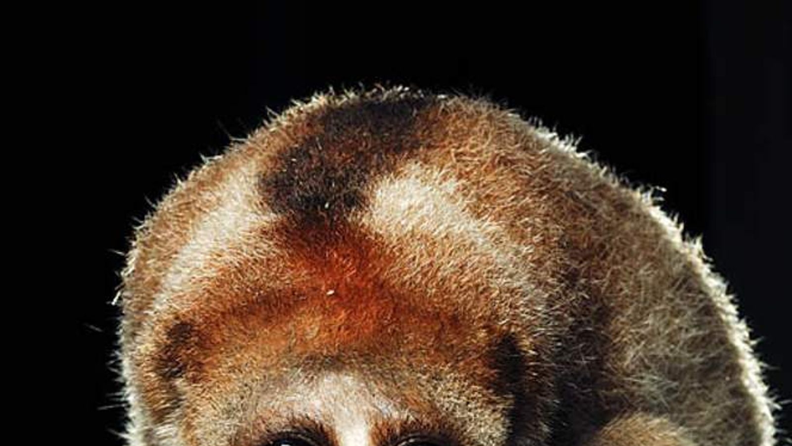 Poisonous Nocturnal Monkey Found In Borneo | World News | Sky News