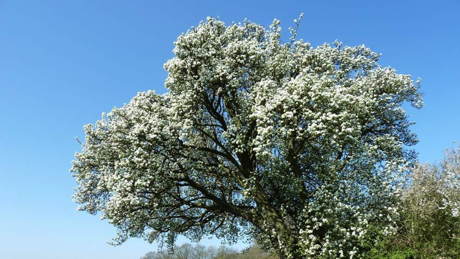 Tree To Be Axed For HS2 Voted Best In England | UK News | Sky News