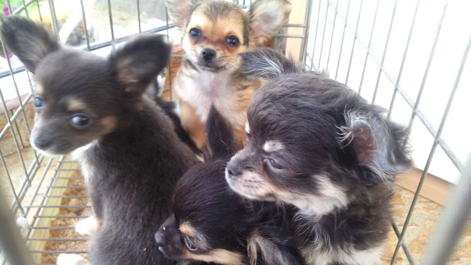 Puppy Smuggling Surge Raises Rabies Fears | UK News | Sky News