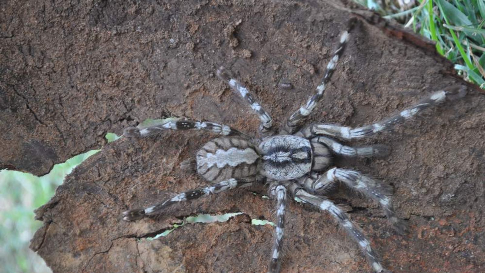 Face-Sized Tarantula Discovered (No Audio) | Scoop News | Sky News