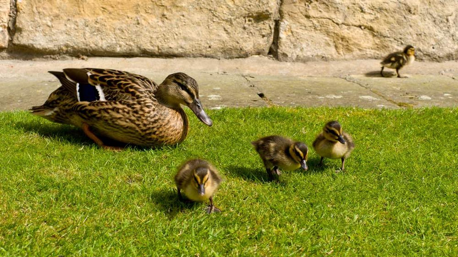 Lawnmower Man 'Ran Over Family Of Ducklings' | US News | Sky News