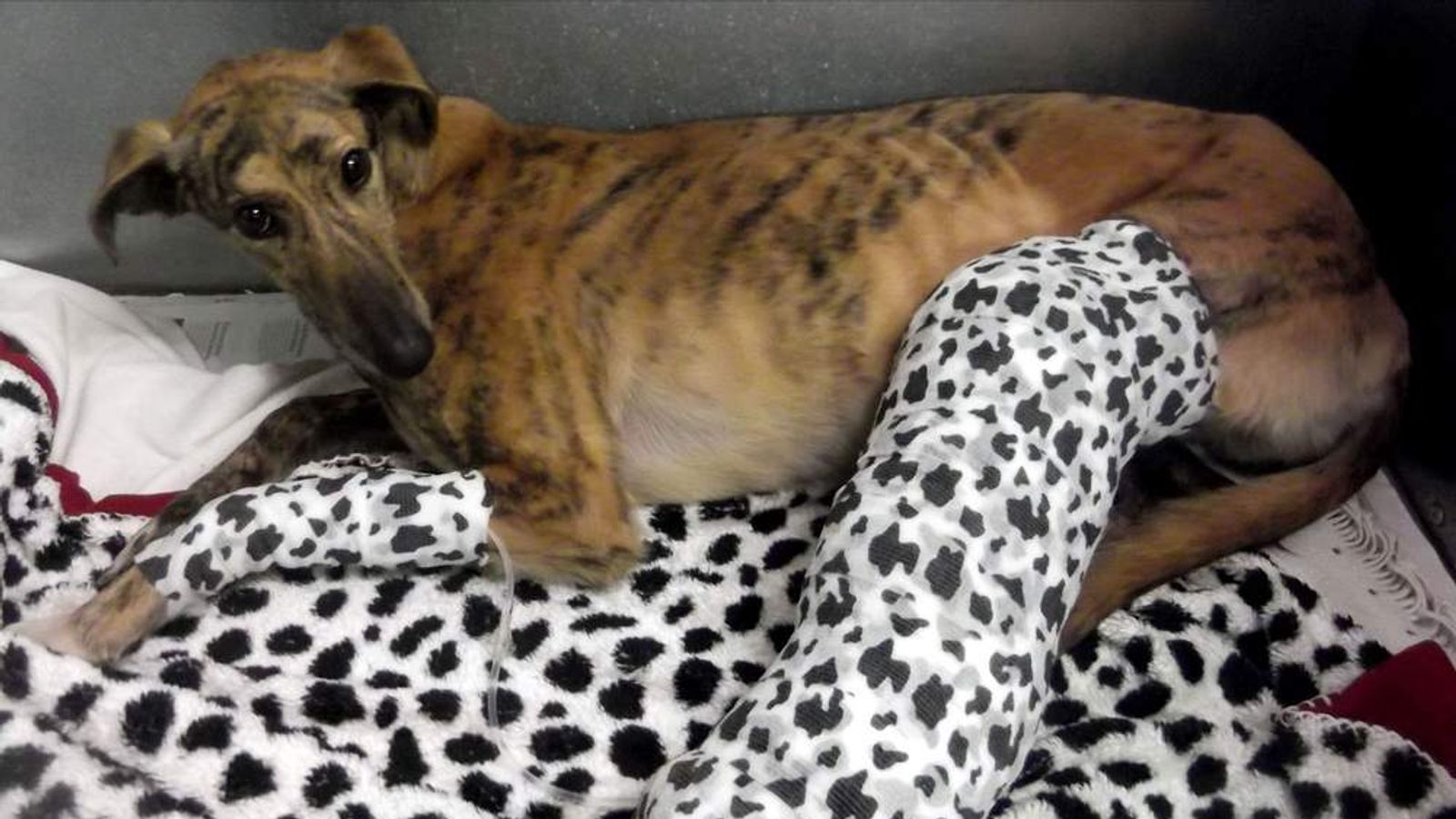 RSPCA: Huge Rise In Animals Shot By Air Guns | UK News | Sky News