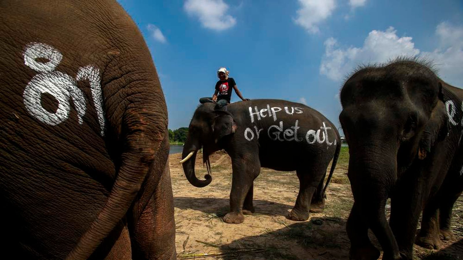 Thailand Protest Over Bid To Protect Elephants | World News | Sky News