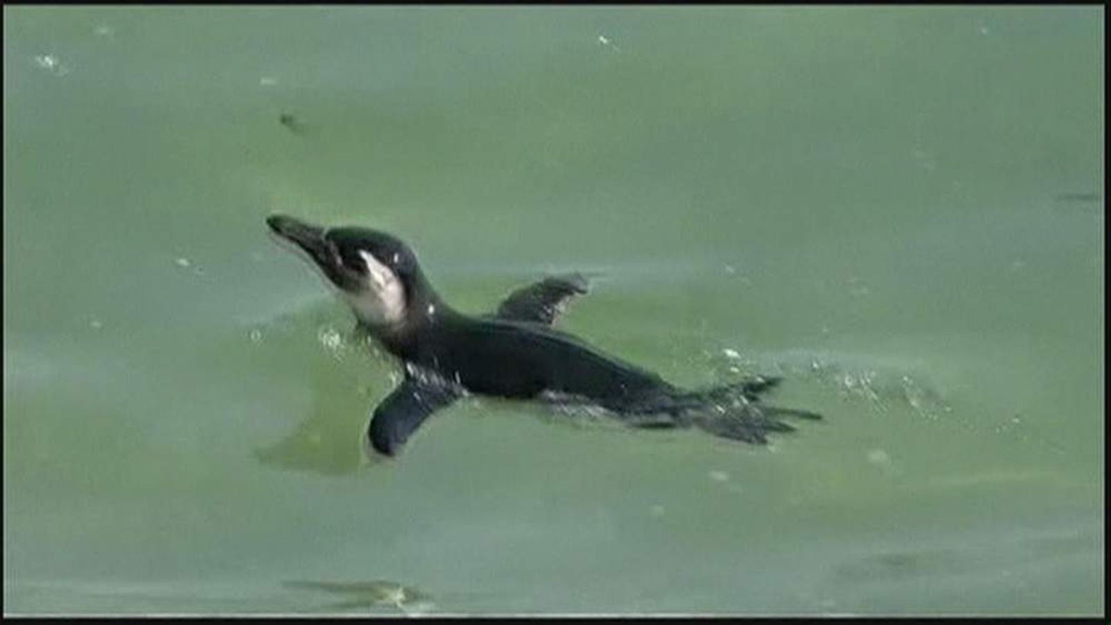 Stranded Penguins End Up Off Rio Beach | Scoop News | Sky News