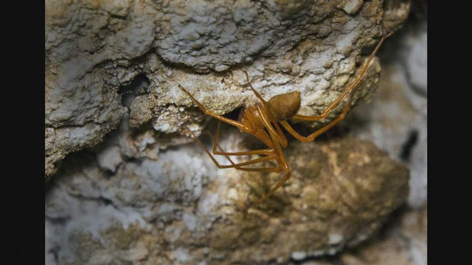 Spider Species 'Trogloraptor' Found In Caves | Scoop News | Sky News