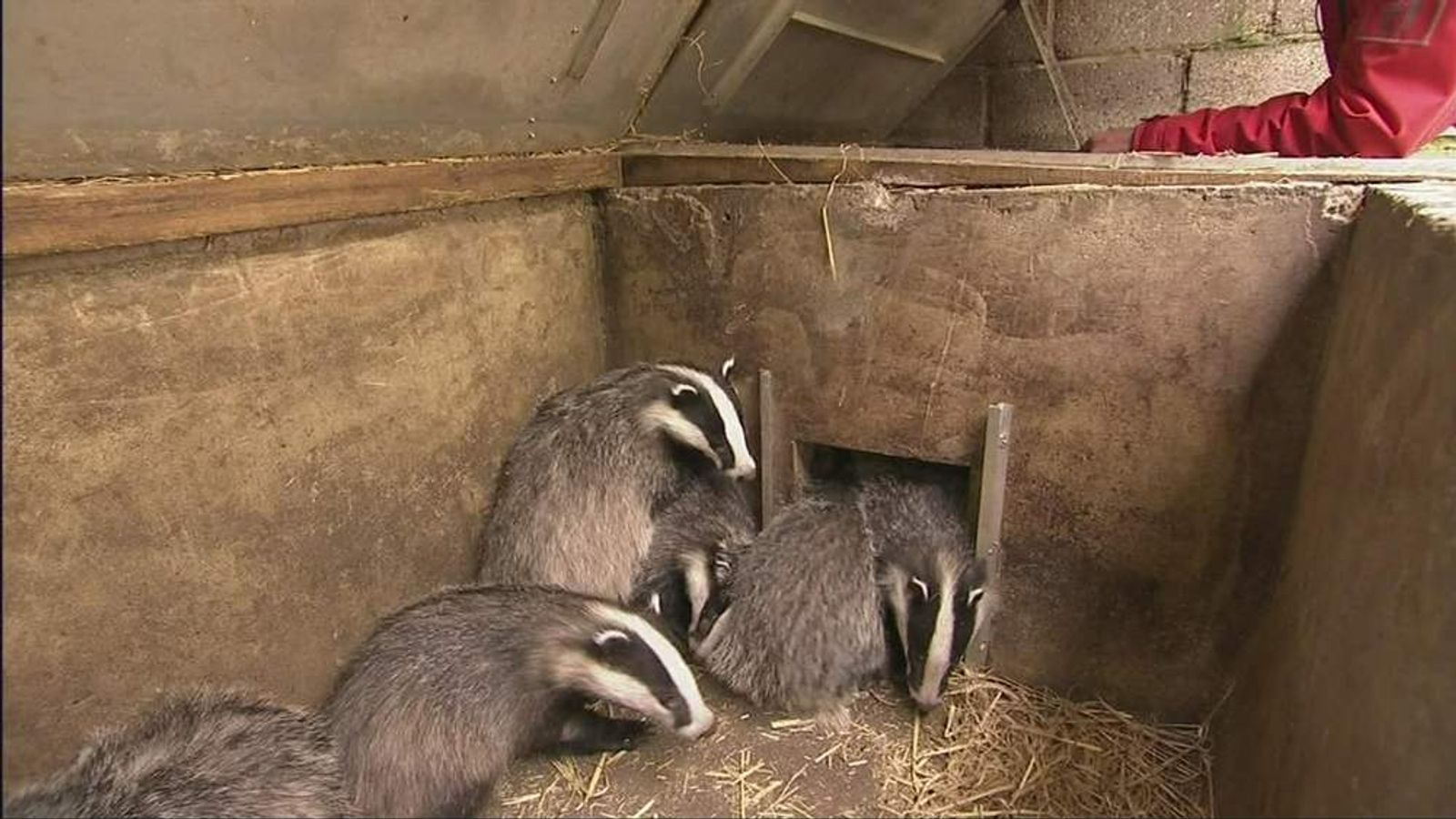 Badger Cull Pilot Delayed Until Next Summer | Politics News | Sky News