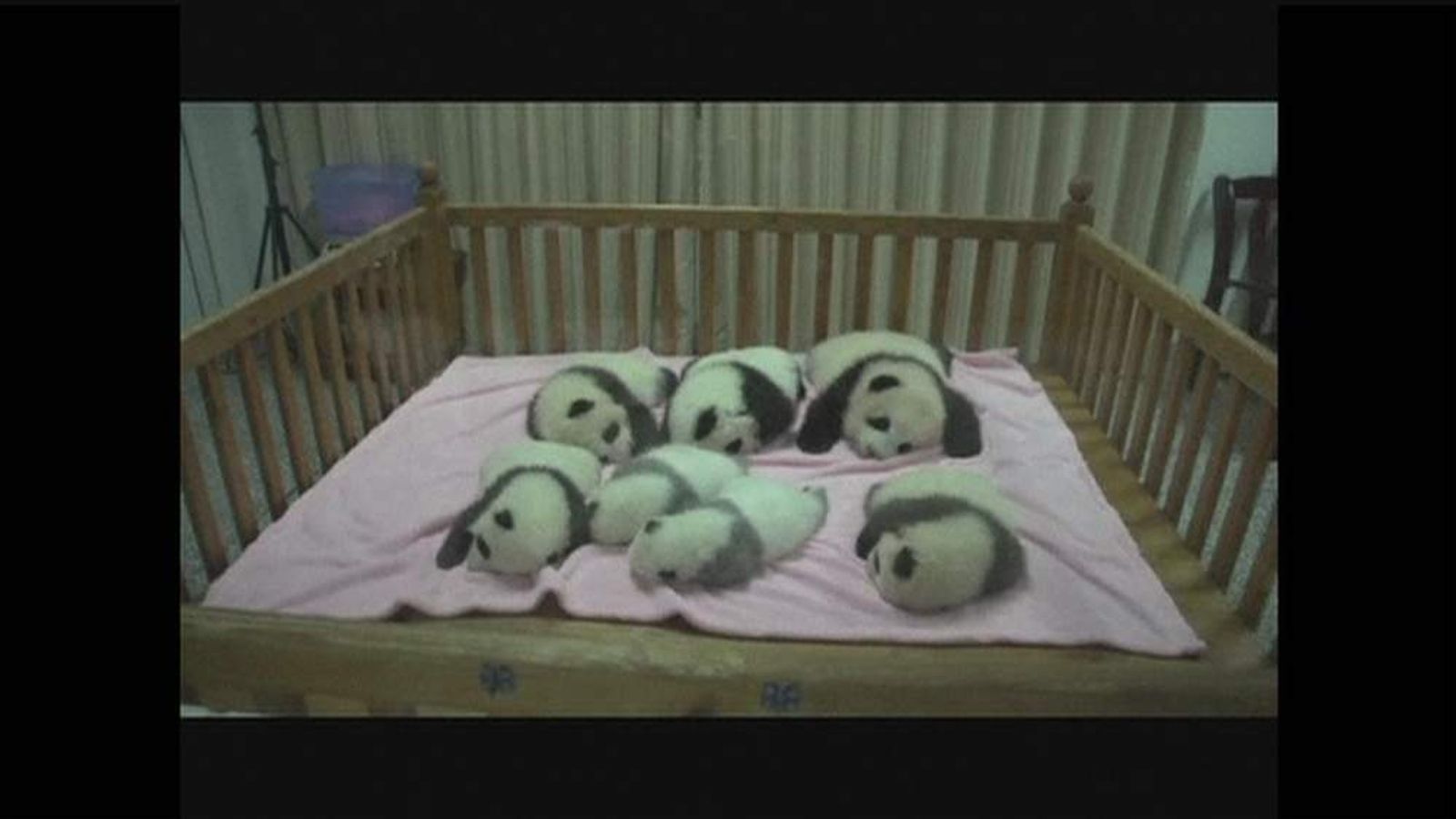 Seven Panda Cubs Make Their Debut In China | World News | Sky News