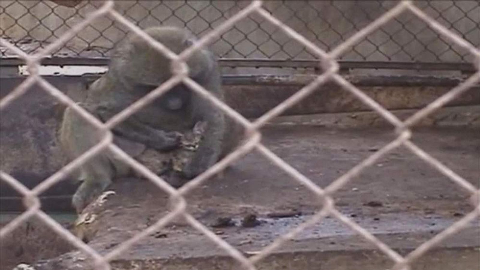 Baboon 'Adopts' Kitten At Israeli Zoo | Scoop News | Sky News