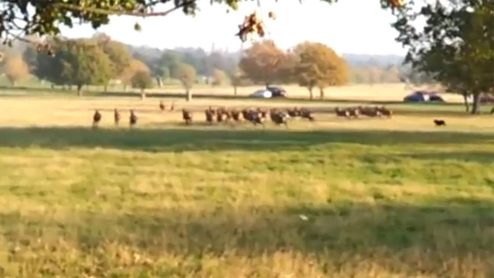 Fenton Effect? Dogs Chasing Deer To Deaths | UK News | Sky News