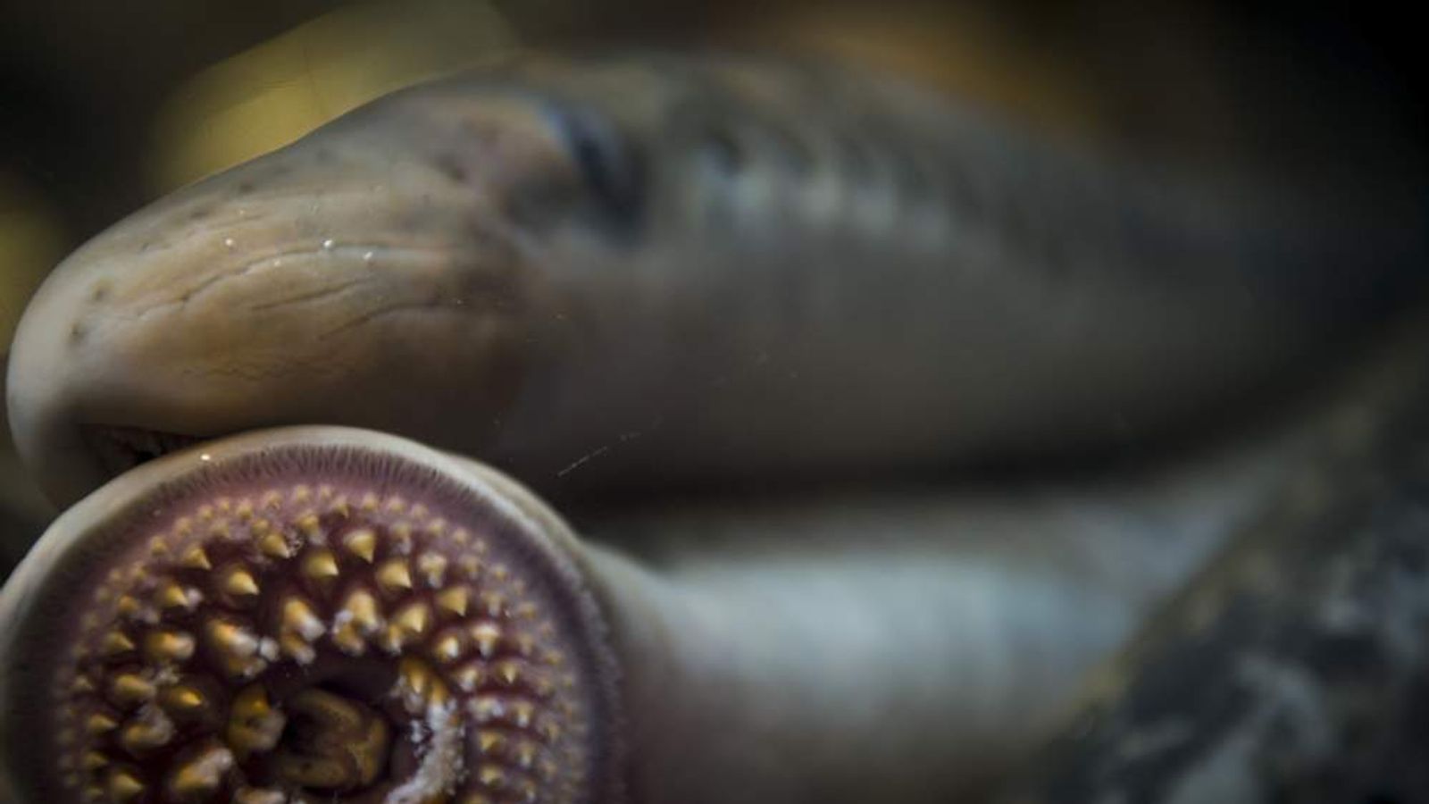 Fish That 'Killed King' Back In British Rivers | Science, Climate ...